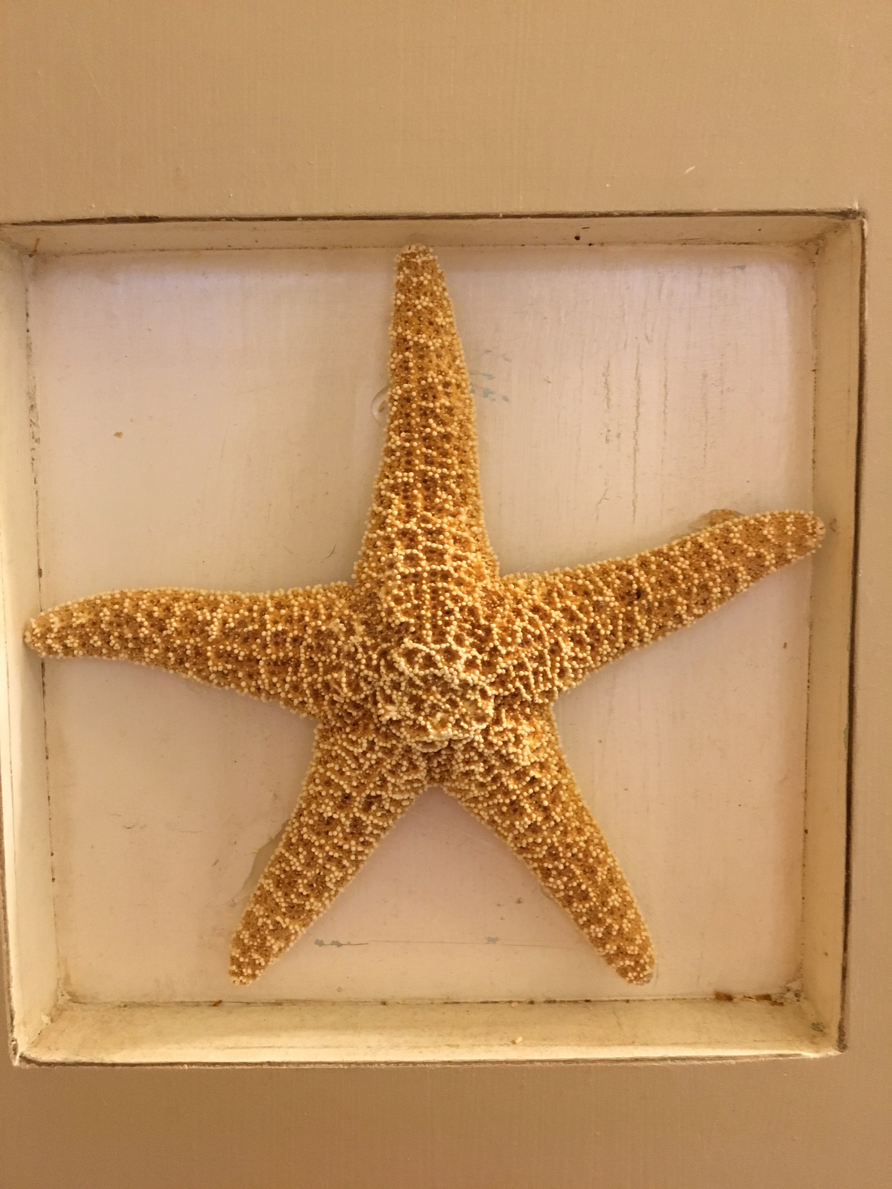 Save a “Starfish” – Life after losing a mother